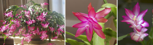 Christmas Cactus 101 - Salisbury Greenhouse - Blog