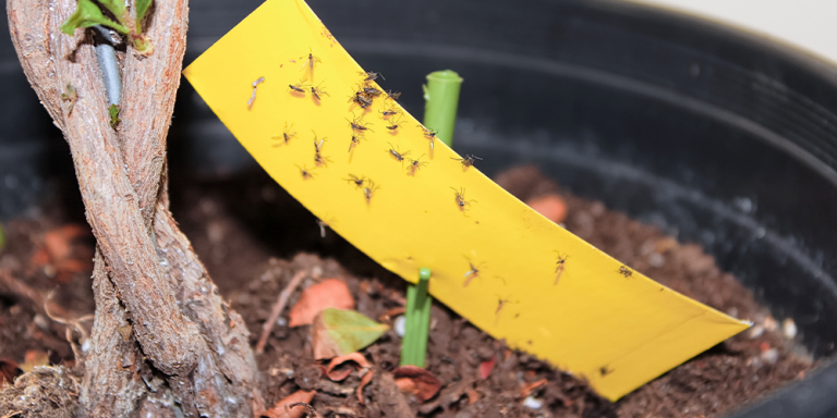 7 Proven Techniques For Debugging Your Houseplants - Salisbury ...