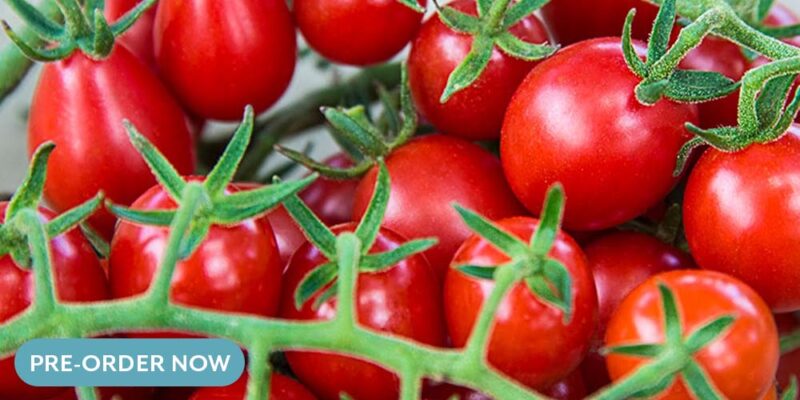 13 Tasty Tomato Varieties You Have to Try in 2022 - Salisbury ...