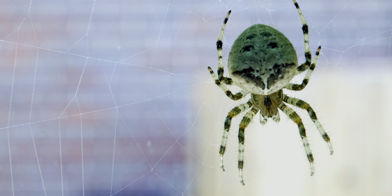 Cat-Faced Spider: The Hardworking Staff Member You Didn't Know Your ...