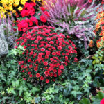 Rhododendrons - Salisbury Greenhouse