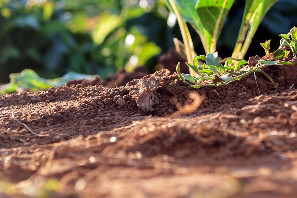 Understanding Soil Amendments | Salisbury Greenhouse