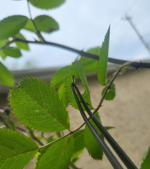 What Are Rose Slugs and How to Control Them