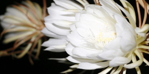 From Pricey to Priceless: The World's Most Expensive Flowers ...