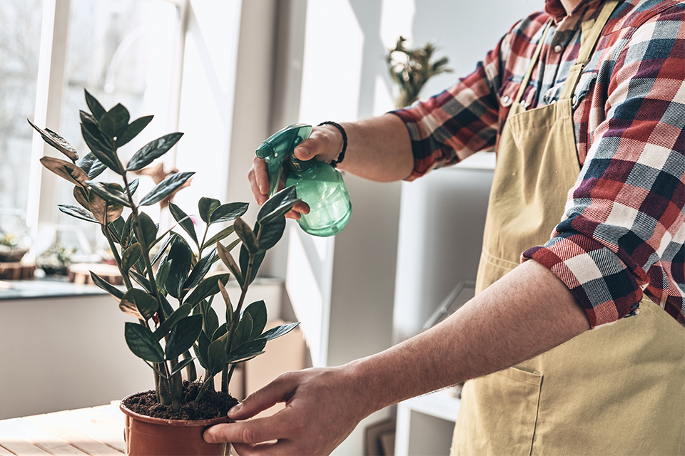 Mastering Plant Parenthood - Salisbury Greenhouse Mastering Plant Parenthood - Salisbury Greenhouse