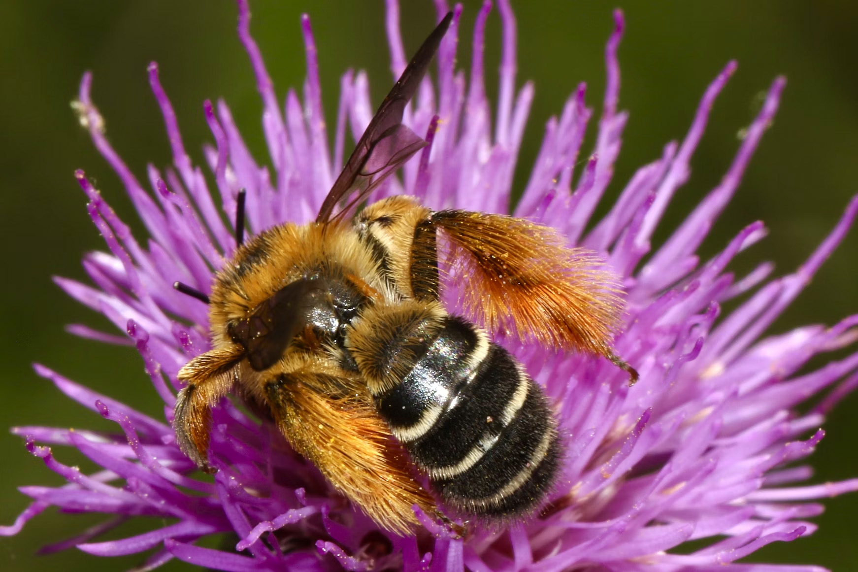 The Power of Pollinators: Boosting Your Garden’s Success - Salisbury ...