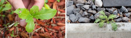 Best Tips for Pulling Weeds - Salisbury Greenhouse - Blog