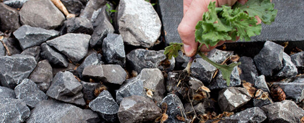 Best Tips for Pulling Weeds - Salisbury Greenhouse - Blog