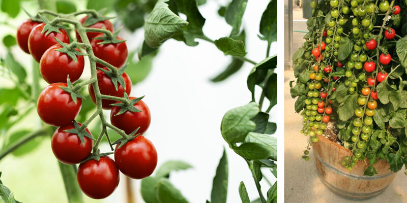 Awesome New Tomato Varieties - Salisbury Greenhouse - Blog