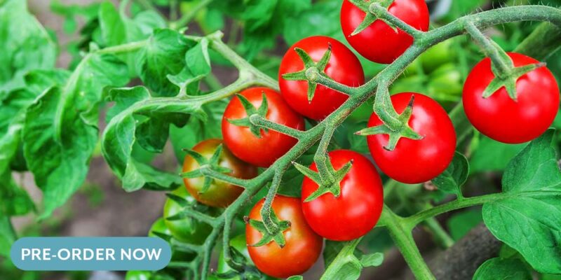 13 Tasty Tomato Varieties You Have to Try in 2022 - Salisbury ...
