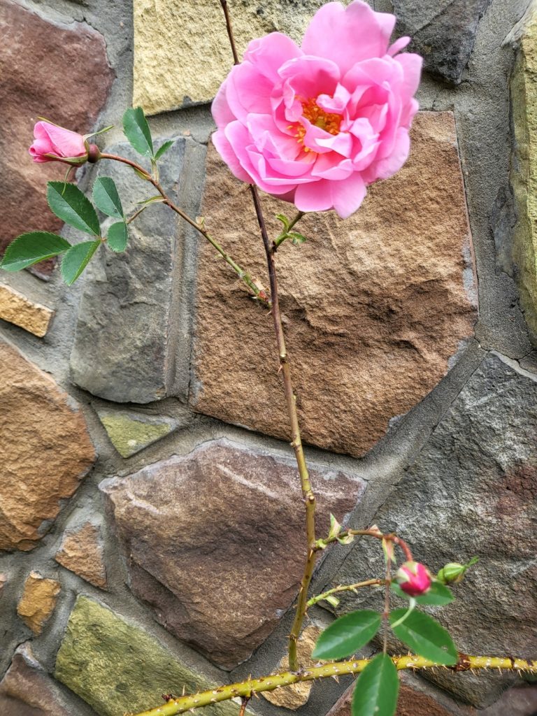 What Are Rose Slugs and How to Control Them