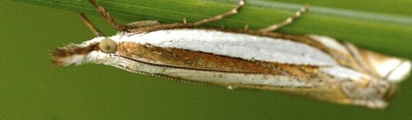 Sod Webworm - Salisbury Greenhouse - Blog