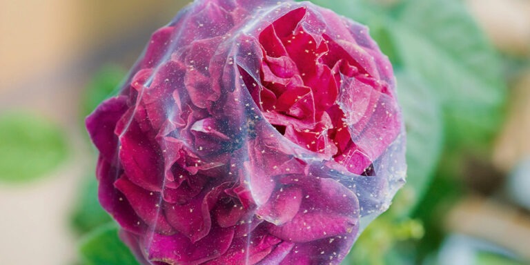 Indoor Pest Control, Part 1: Spider Mites – Salisbury Greenhouse