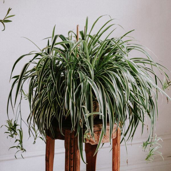 Taurus Season Houseplants - Salisbury Greenhouse
