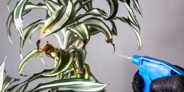 7 Proven Techniques For Debugging Your Houseplants - Salisbury ...