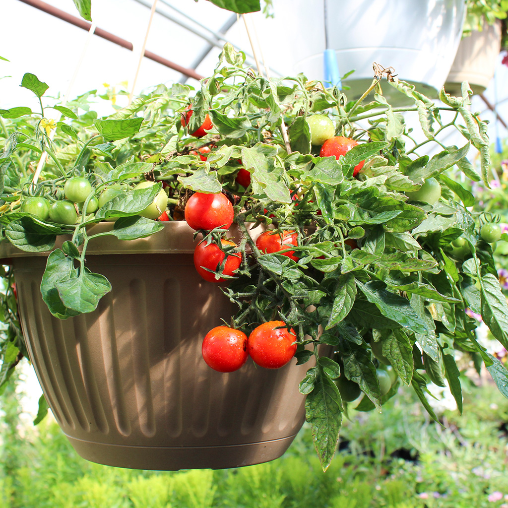 Tomato Hanging Basket Archives - Salisbury Greenhouse