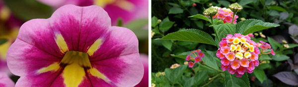 Top New Annuals 2018 - Salisbury Greenhouse - Blog