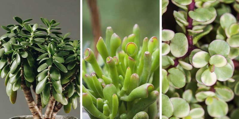 Jade Houseplant Care 101 - Salisbury Greenhouse - Blog