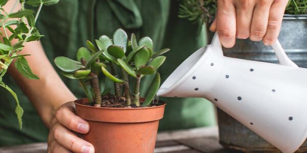 Jade Houseplant Care 101 - Salisbury Greenhouse - Blog